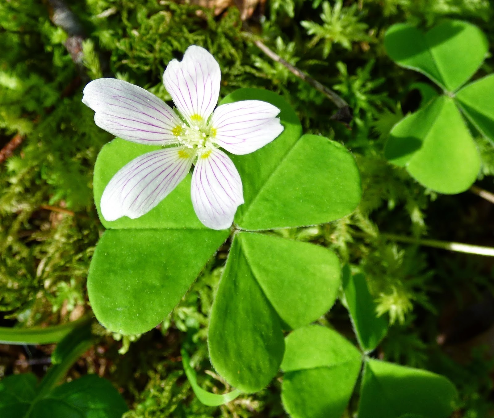 Wildflowers: Spring Woodland Wildflowers