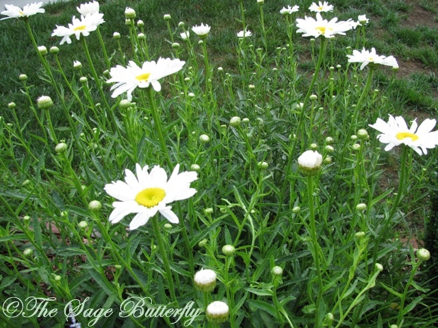The Sage Butterfly: Blooms, Bounty, and Butterflies - June GBBD