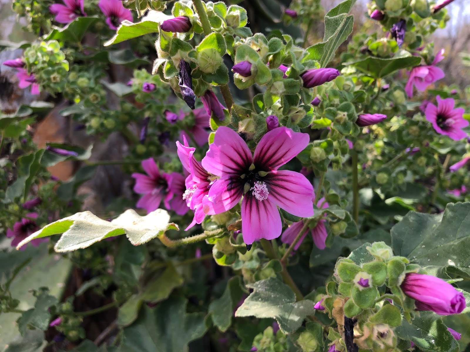 TravelMarx: Selected Flora of Pantelleria (Sicily, Italy)