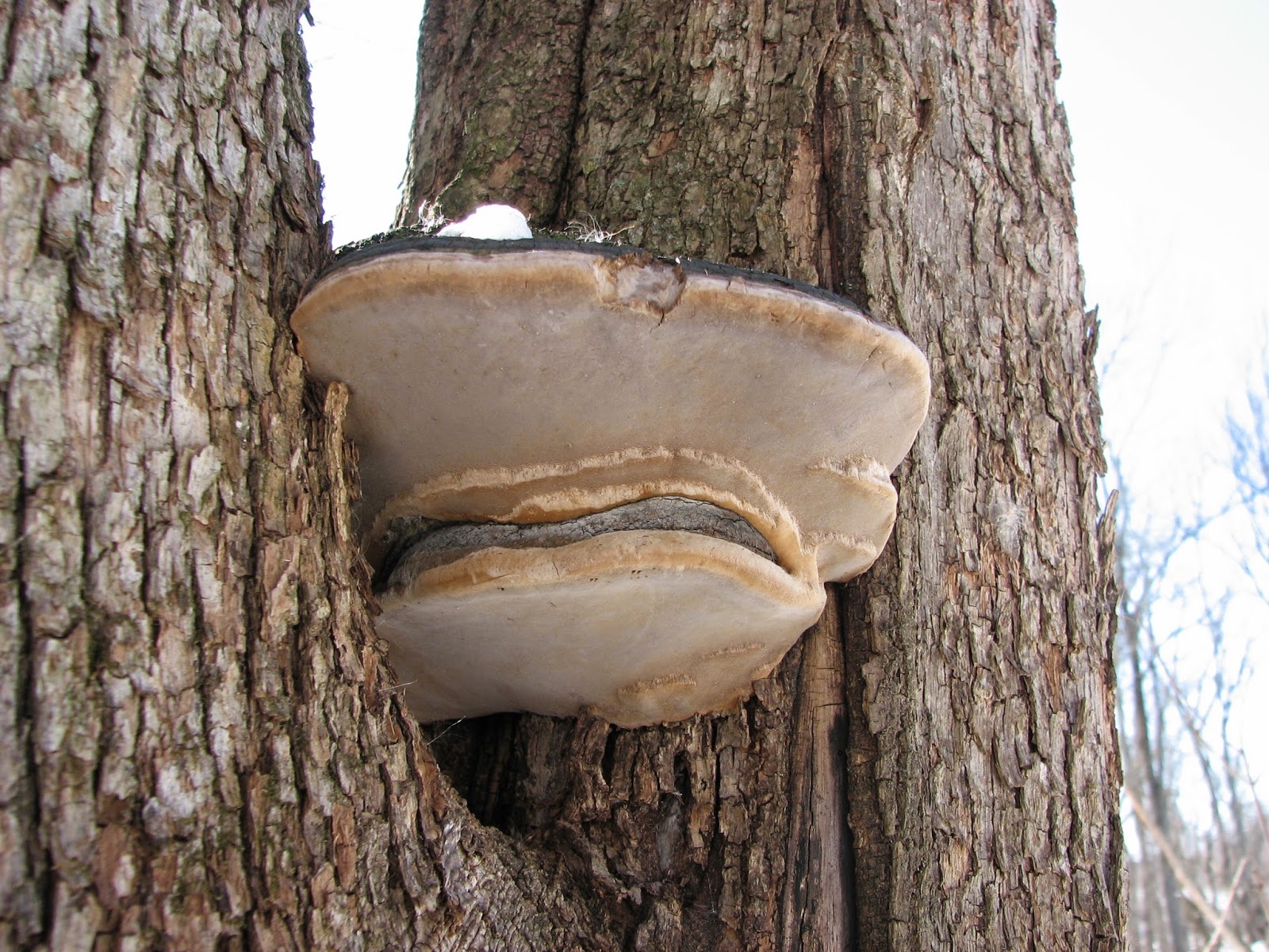 Woodside Natural Area, nature trails-WVPD. (Photos). In search of the ...