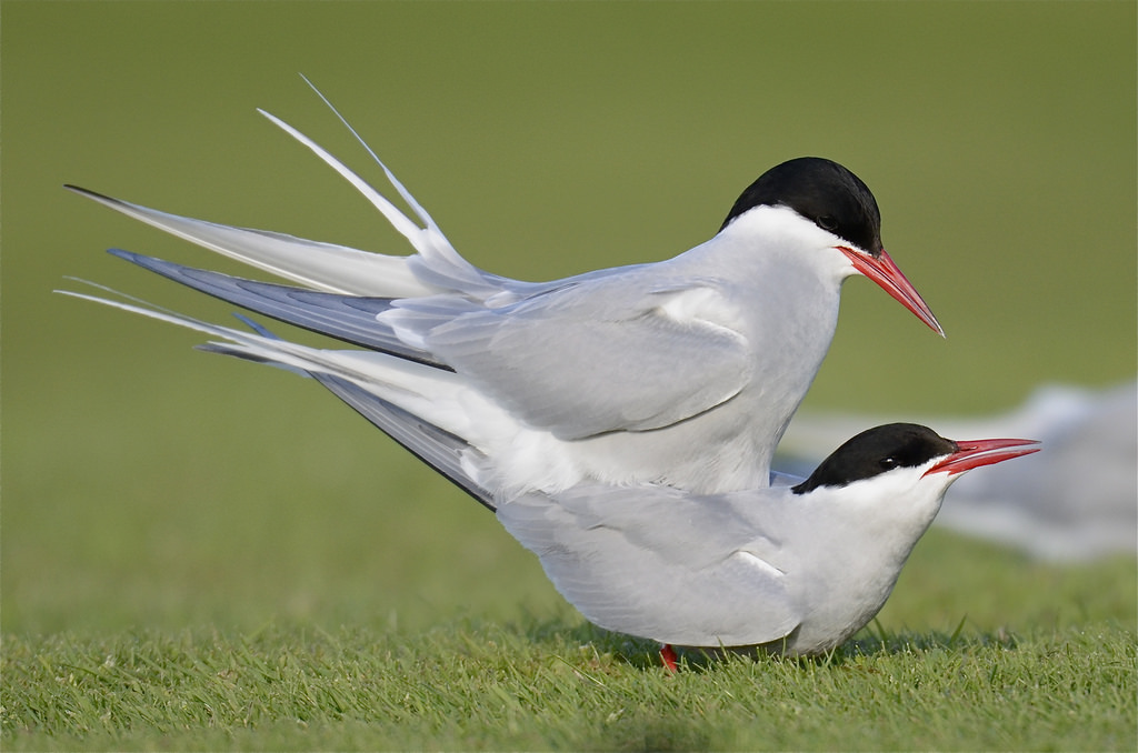 13 Hewan unik dengan kemampuan luar biasa 2018 ~ Creativitous