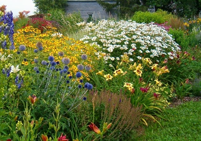 Hortiholičarke: Trajnice