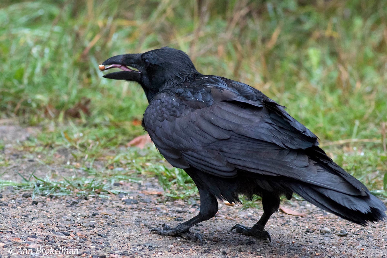 Ann Brokelman Photography: Common Raven - Algonquin 2016