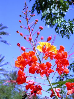 KHASIAT TANAMAN HIAS part 3 | Bukan Sekedar Materi