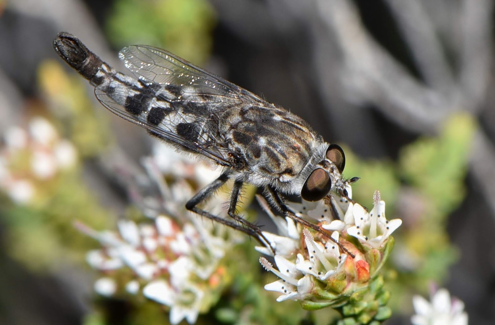 Catalogue of Organisms: Apiocera: Flower-Loving Flies that Don't ...