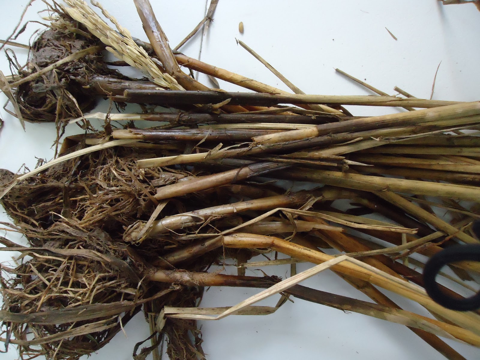 Plant Health Clinic Jammu: stem rot in paddy