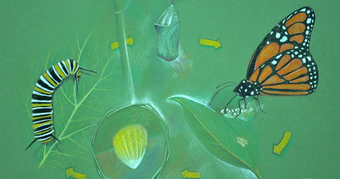 Ciclo de vida de la mariposa monarca - Ruymán Joaquín Pérez Guijo