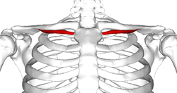 VASTRAL PHYSIOTHERAPY CLINIC: Subclavius muscle Detail