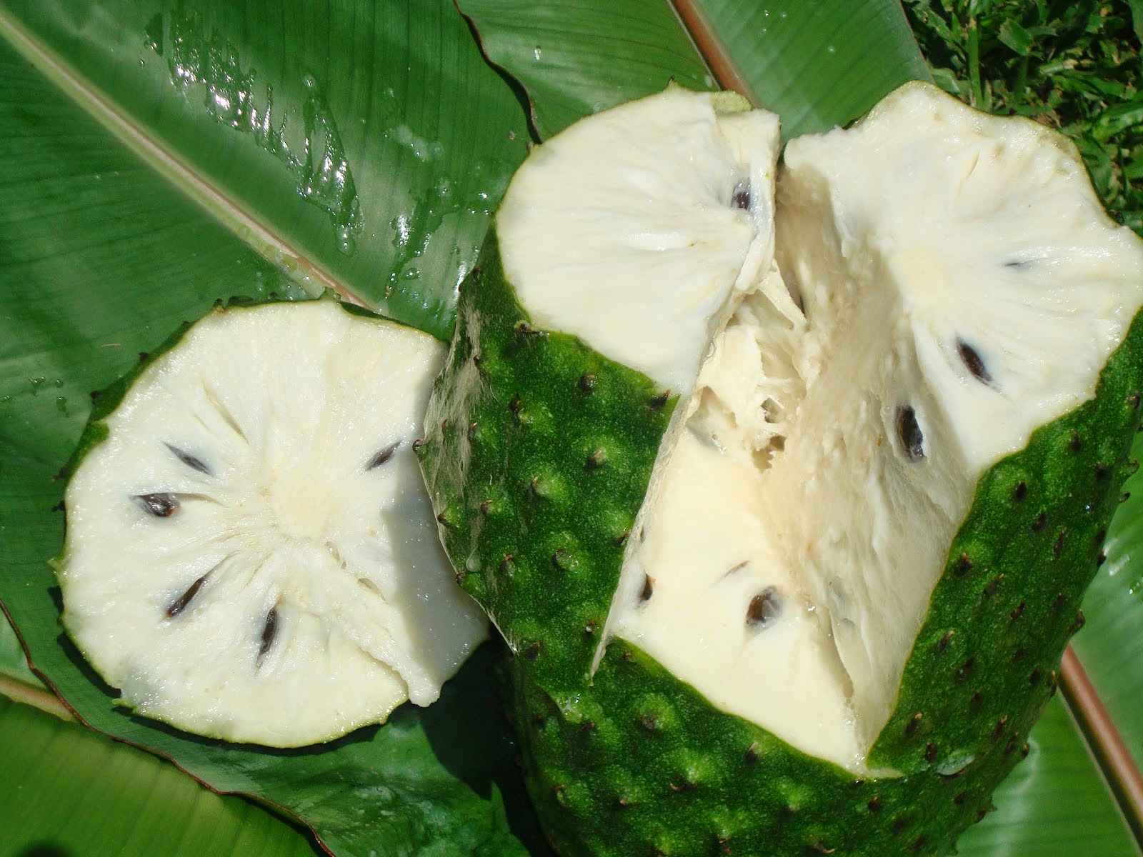 Imagenes, fantasia y color: BENEFICIOS DE LA GUANABANA CONTRA EL CANCER