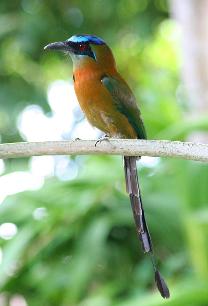 Cultura Guaraní: Barranquero Coronado (Momotus Momota)