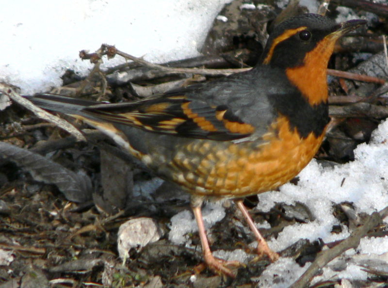 Birds: Varied Thrush
