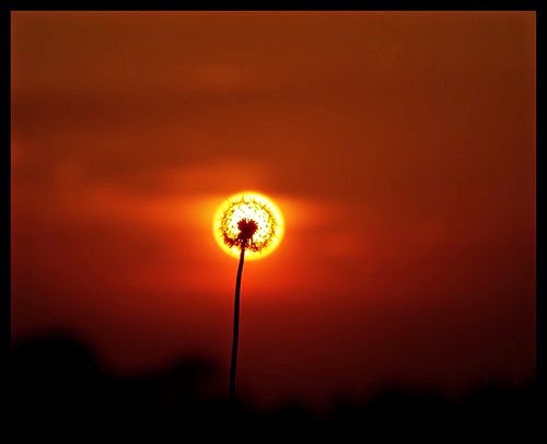 Creative Photography with the Sun without Photoshop Editing ...