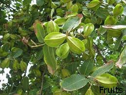 Kumbuk-Terminalia arjuna | Herbal plants Sri Lanka