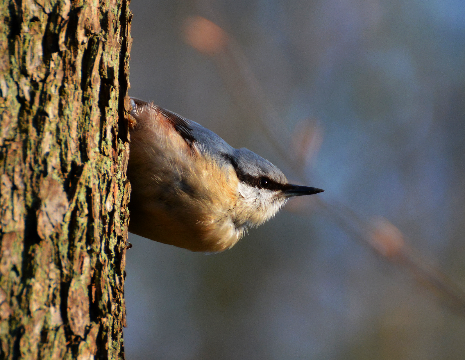 Kowalik, bargiel (Sitta europaea)