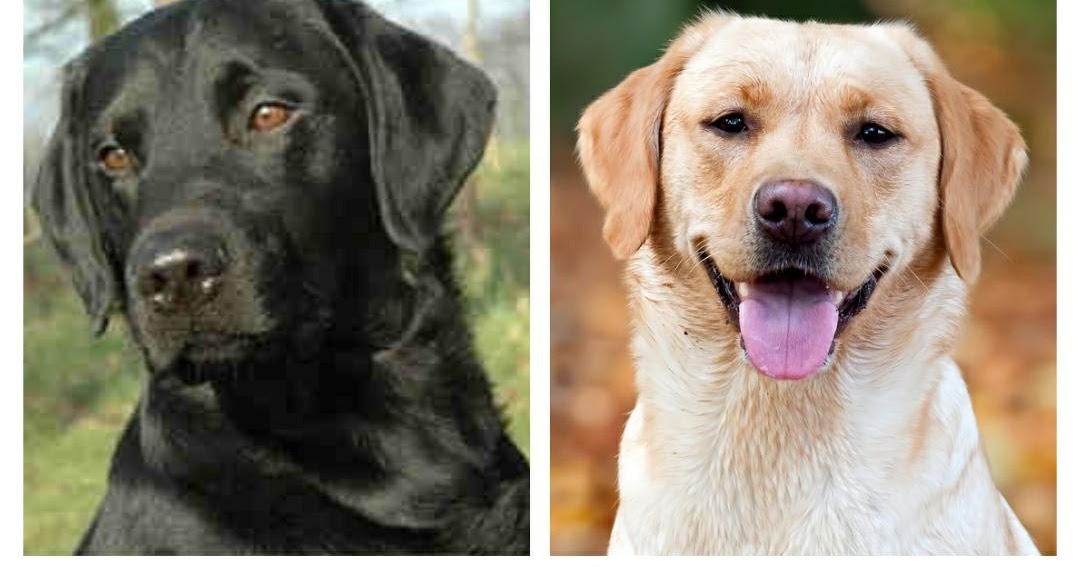 Of Forest Delight Labradors