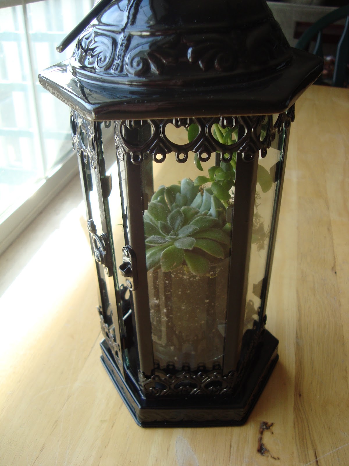 Two Friends' Tales: DIY: Succulents Lantern Terrarium