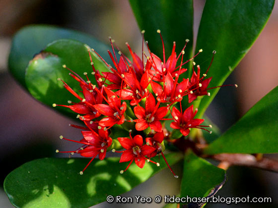 tHE tiDE cHAsER: Pleasant Walk at Ubin with Fellow Volunteers