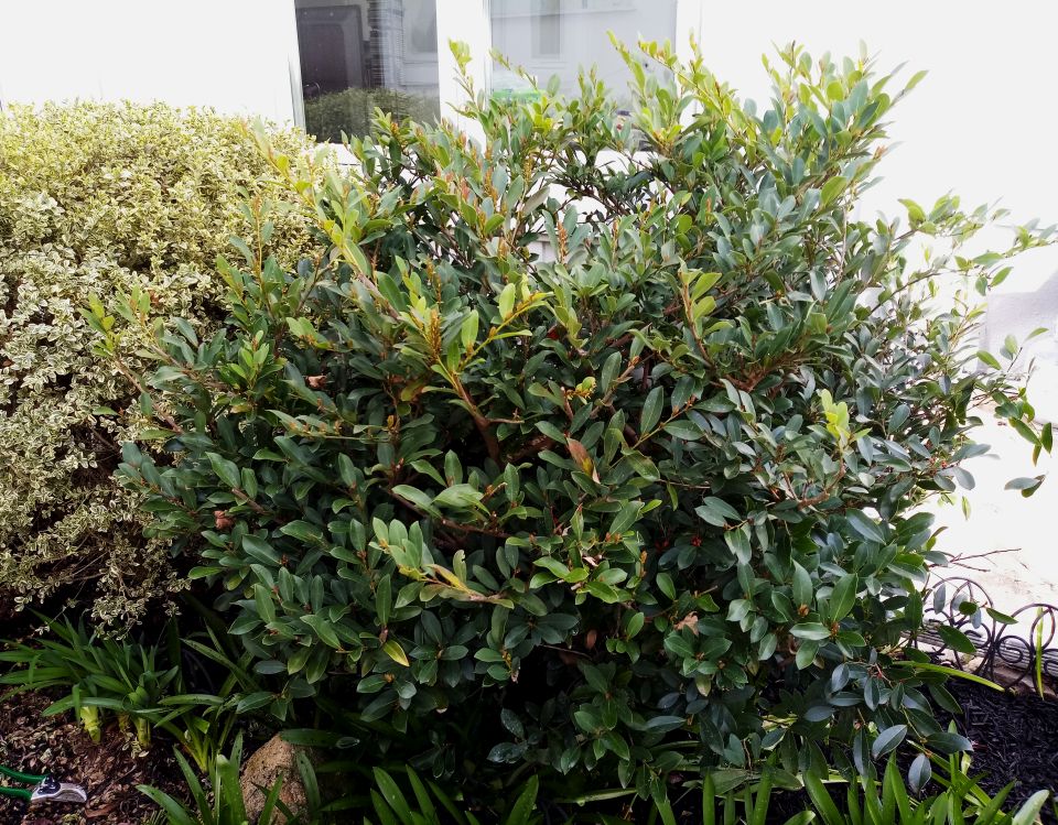 Future Plants by Randy Stewart: Isu Tree