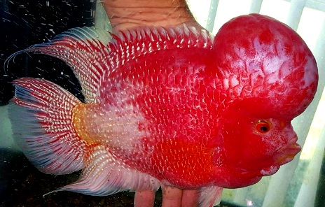 Mengenal Jenis Ikan Louhan SRD - Om Ikan