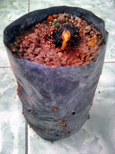 Budidaya Aren : Aren Dari A Sampai Z Dalam Foto