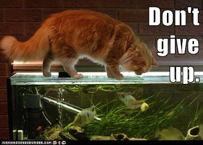 Growth Mindset & Feedback Cats: Stay creative: don't give up.