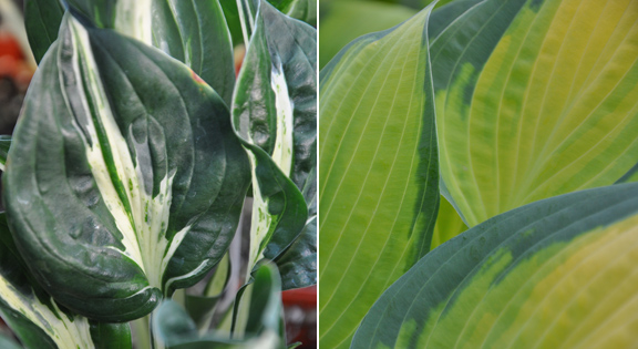 Three Dogs in a Garden: Collectable Hostas