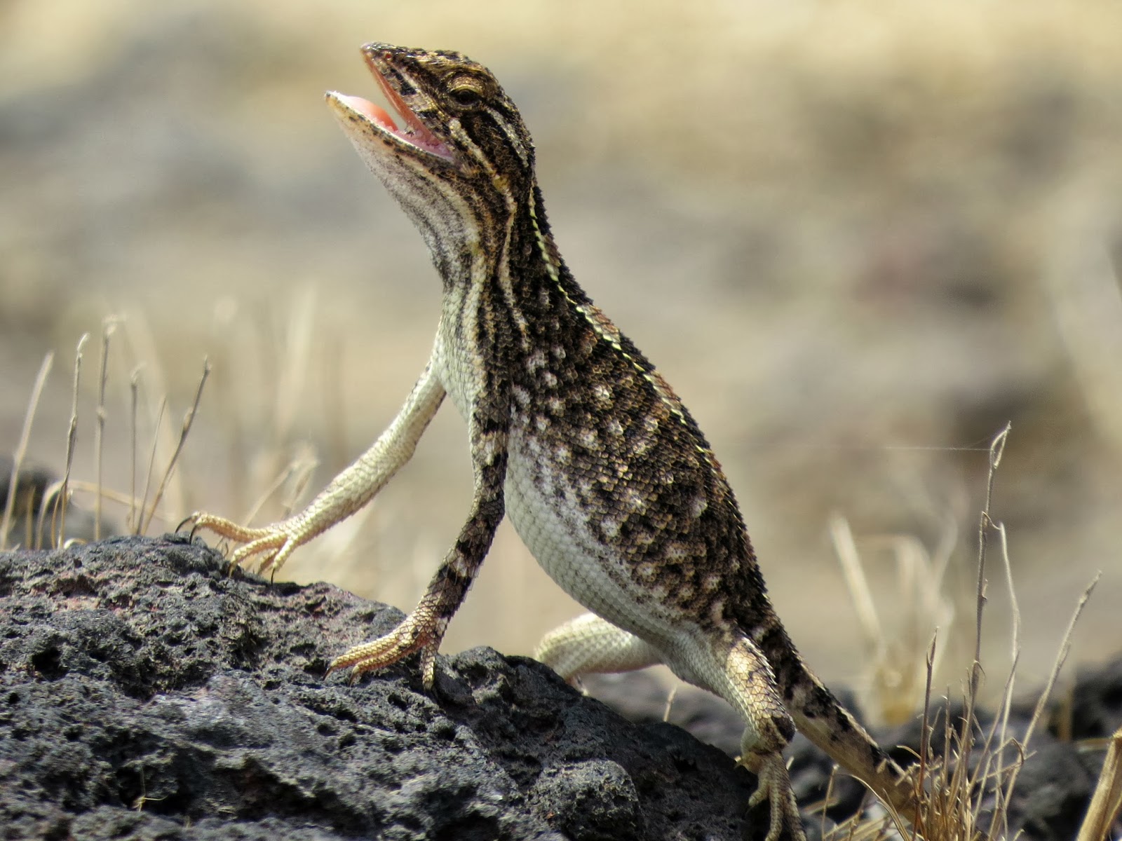 FAN THROATED LIZARD (Sitana ponticeriana): MAGICAL LIZARD OF MYSTIC ...