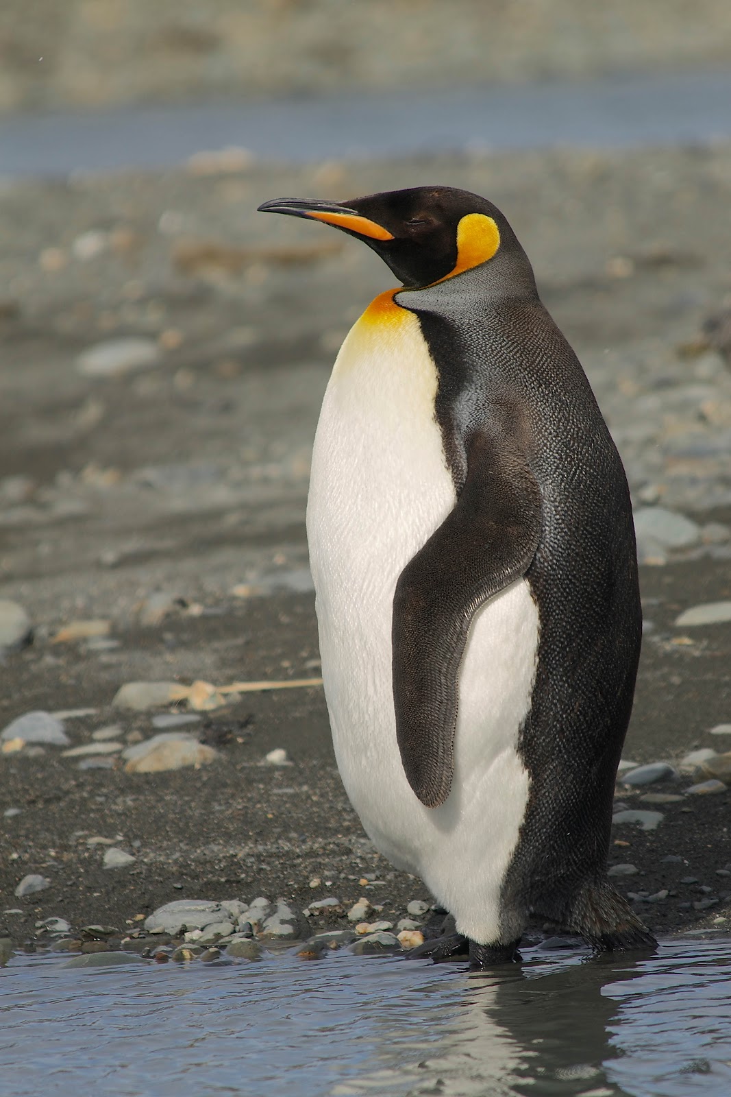 Penguin Wikipedia
