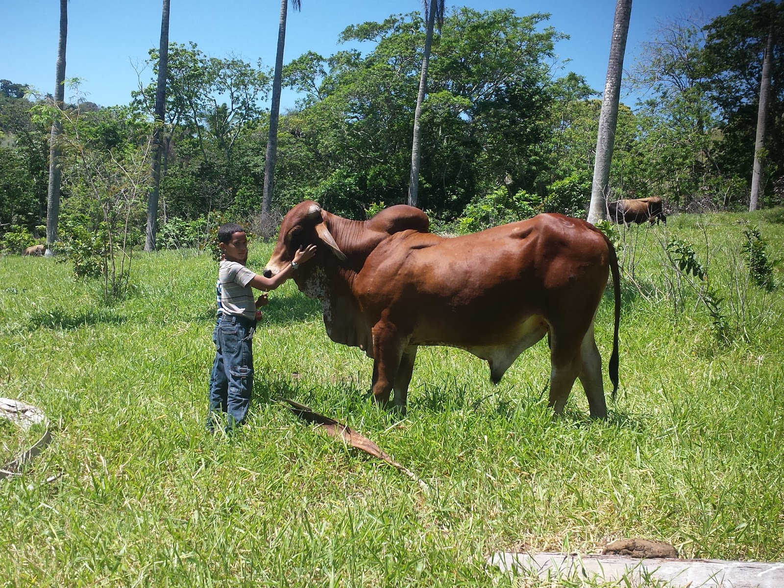 Asocebu REP.DOM: Toros Brahman rojo