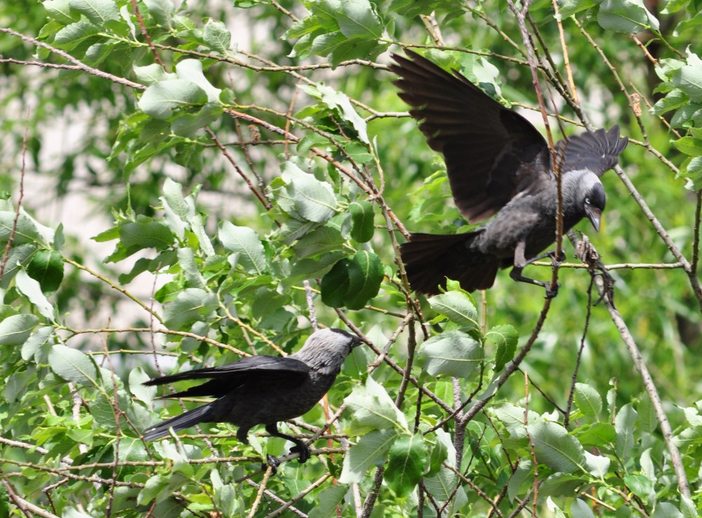 Catalin Negru: Puiul...de Stancuta
