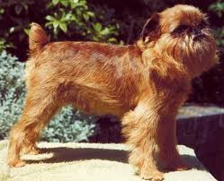 MASCOTAS: Grifón de Bruselas (Griffon bruxellois)