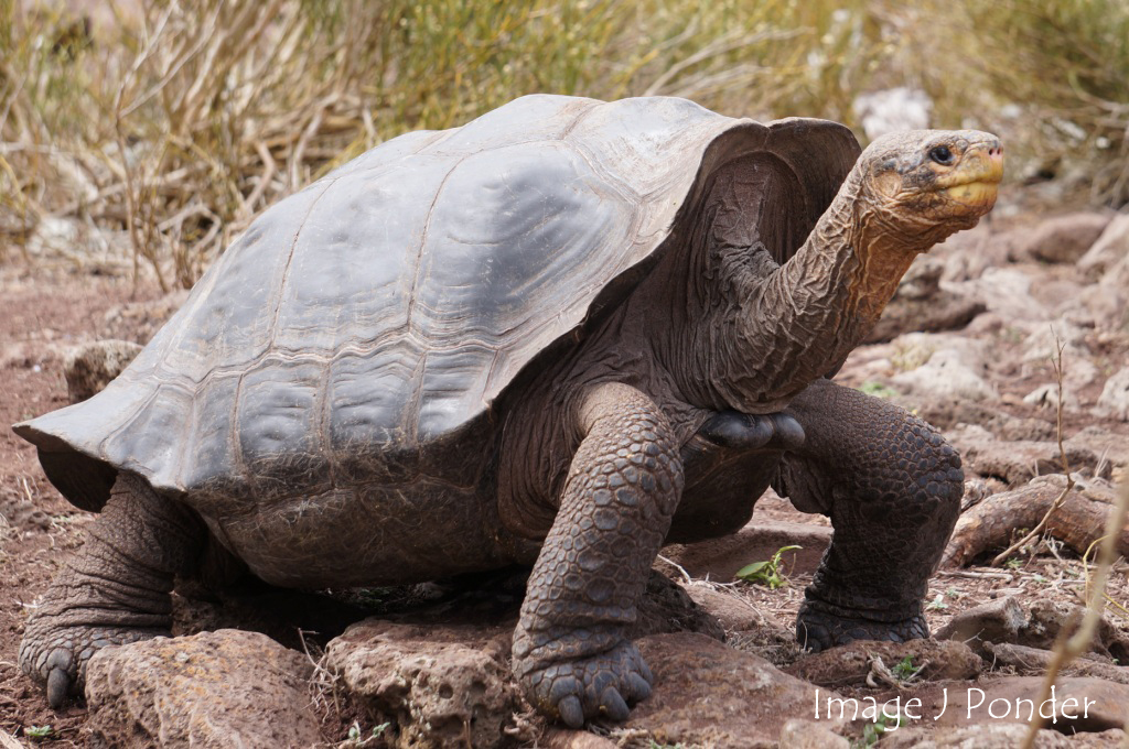 The Raptor Center: Dr. Ponder and TRC at the Science Museum Saturday ...