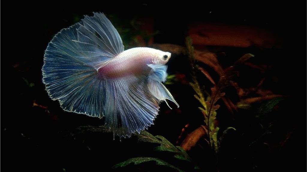 Divagar entre FLORES - ANIMAIS - NATUREZA: Os exuberantes Peixes BETTA