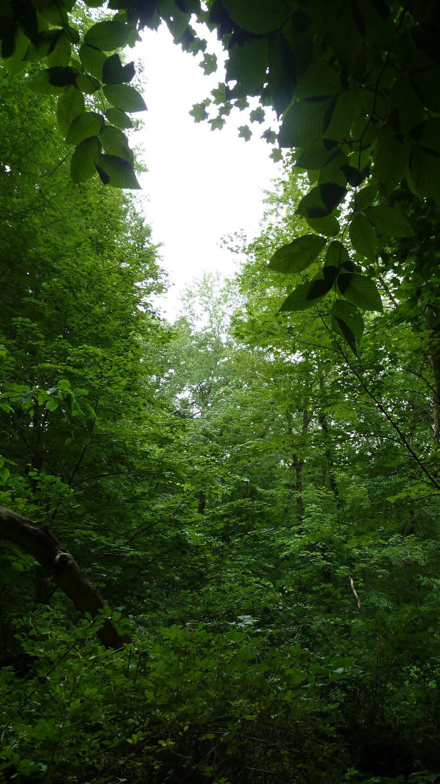 here and there: Virgin forest, Ohio