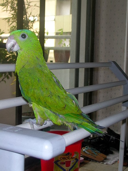 Lorito-Momoto Coroniazul ~ LoroMania