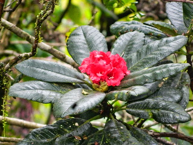 Maha Rath Mal Asela Mal - Rhododendron arboreum - zeylanicum | SL Flora