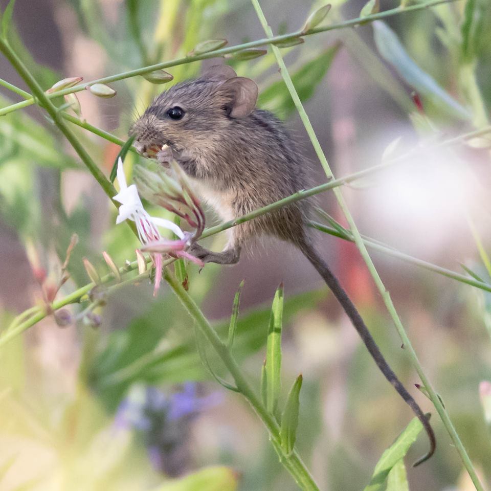 The Floral Hook: Mellow Morning, Mice and Mist.