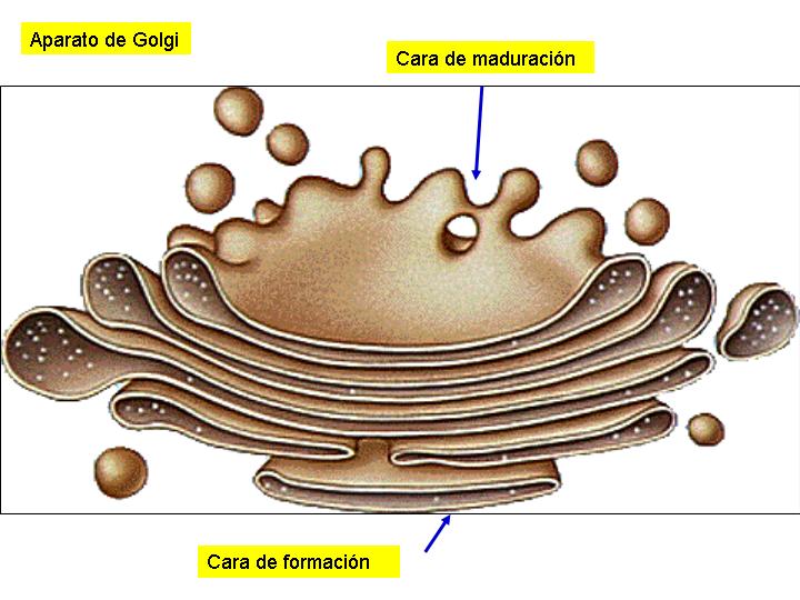 BIOLOGÍA: Orgánulos celular