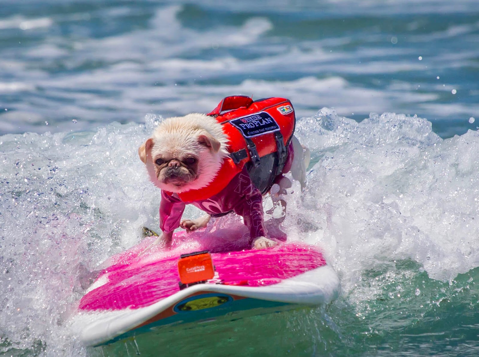 @LittleBearProd Blog: Surf Gidget the Pug Surfs for Charity and Makes a ...