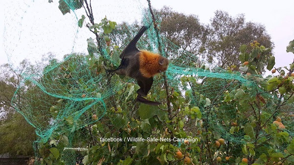 Netting | Wildlife Safe Nets Campaign