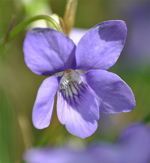 Nicolette's Notebook: Sweet Violets...