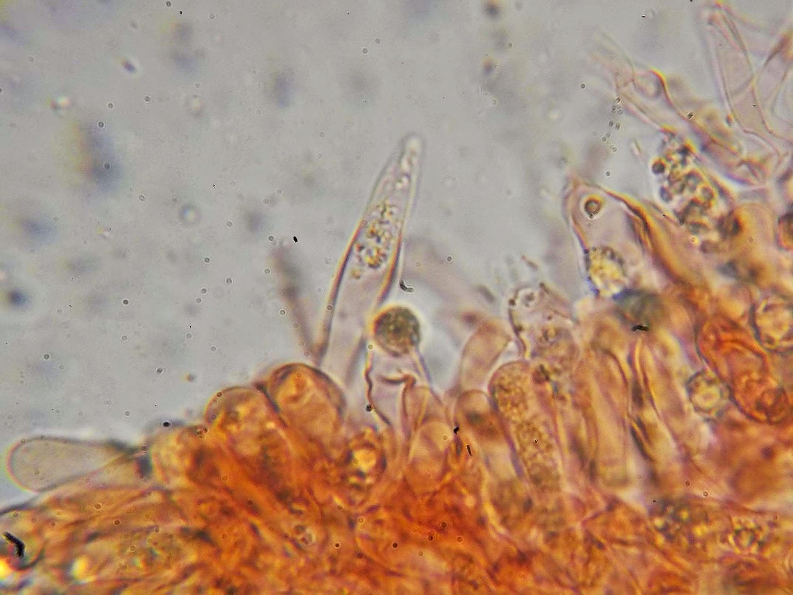 Calderdale Fungi - Halifax Scientific Society - Mycology Section ...