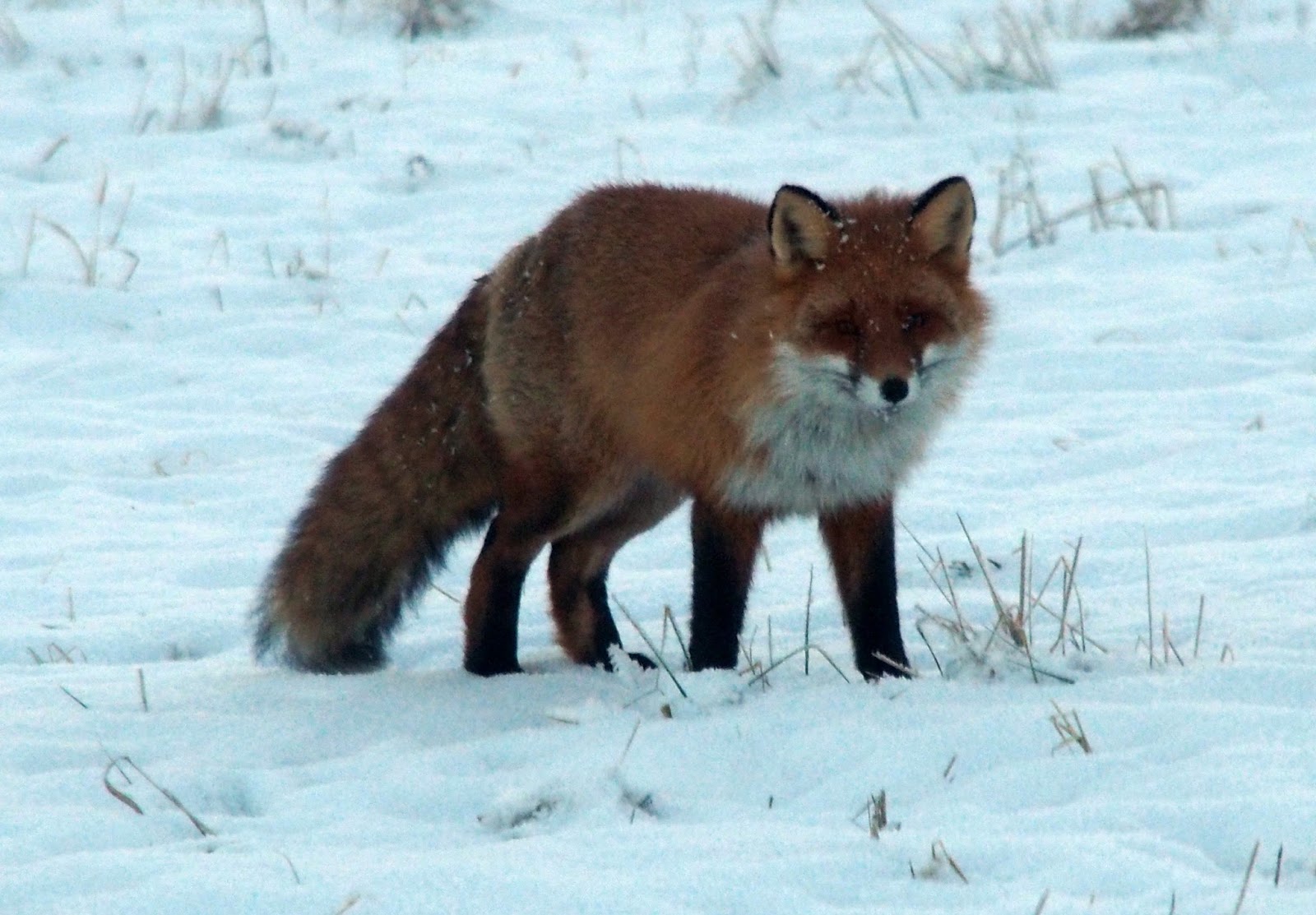 Sammatis: Luskalan kettu