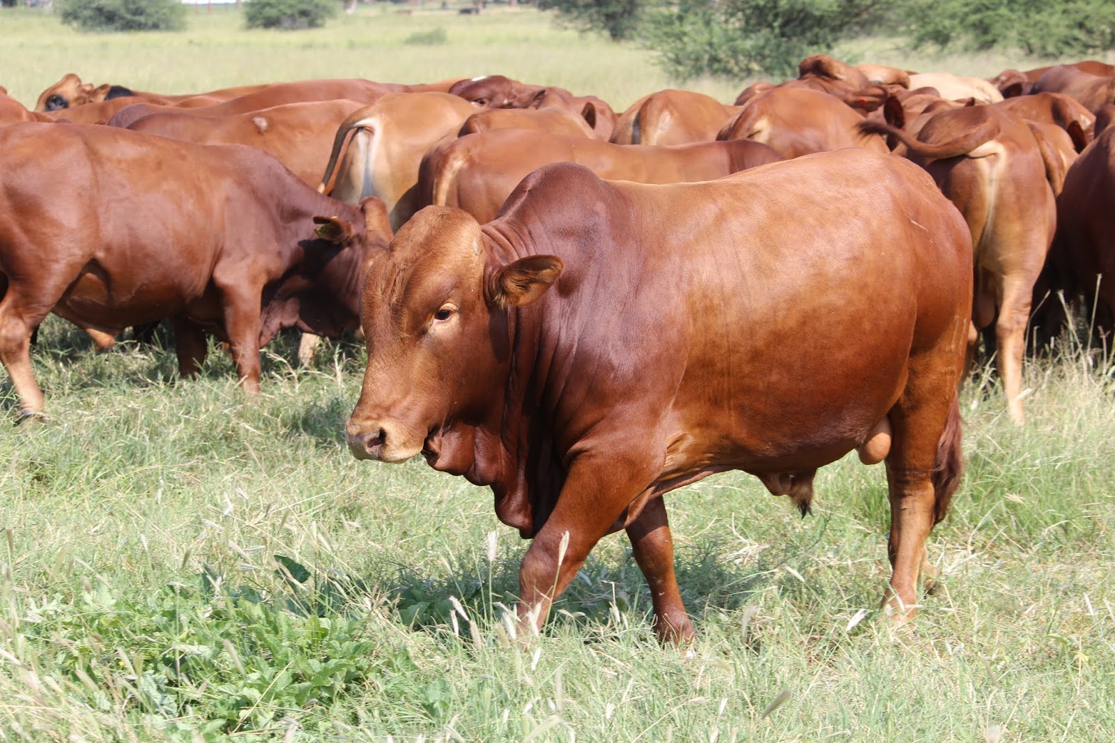 2019 SDSU South Africa Trip