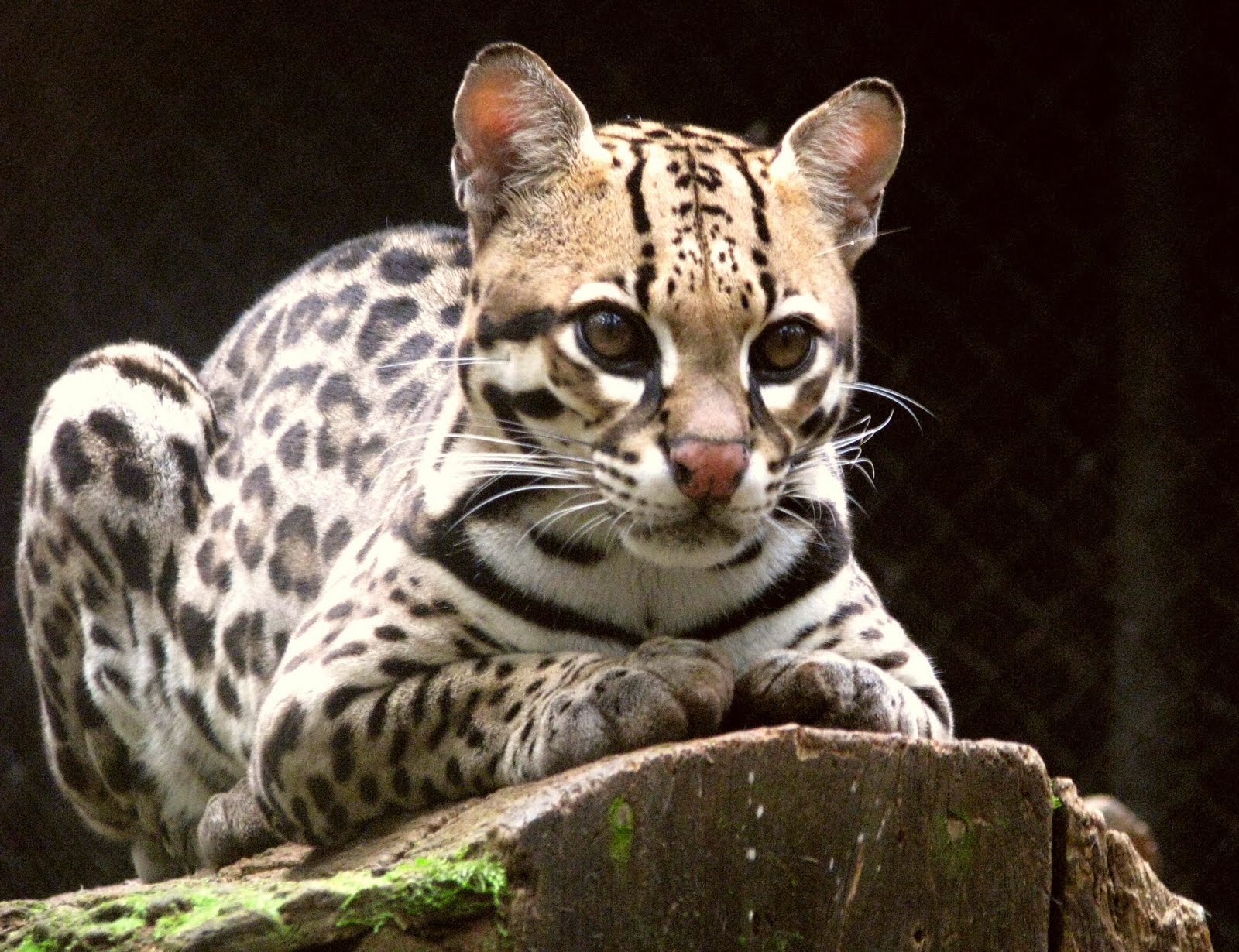 El ojo del buitre: Felinos - Ocelote (Leopardus pardalis)