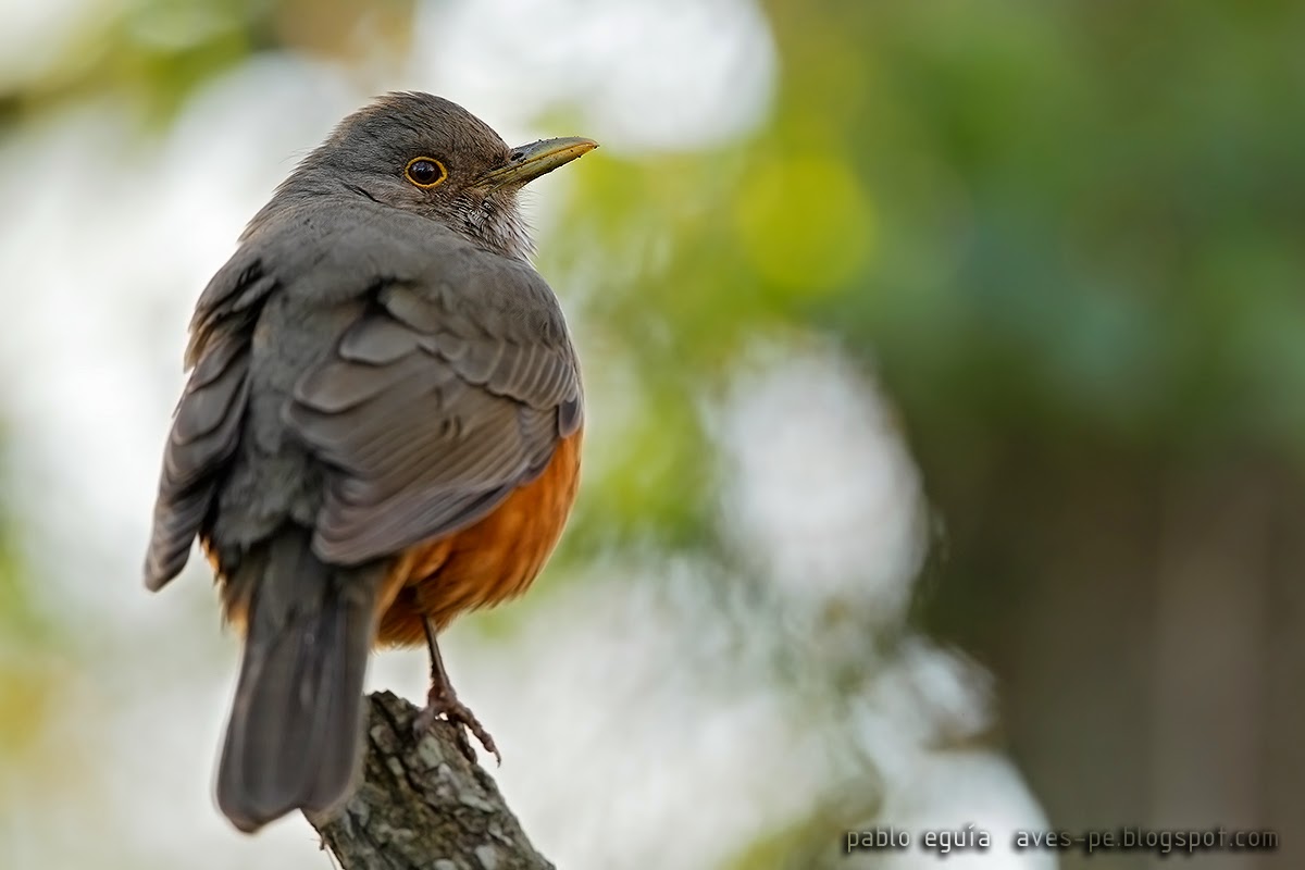 mis fotos de aves: Turdus rufiventris Zorzal Colorado Rufous-bellied Thrush