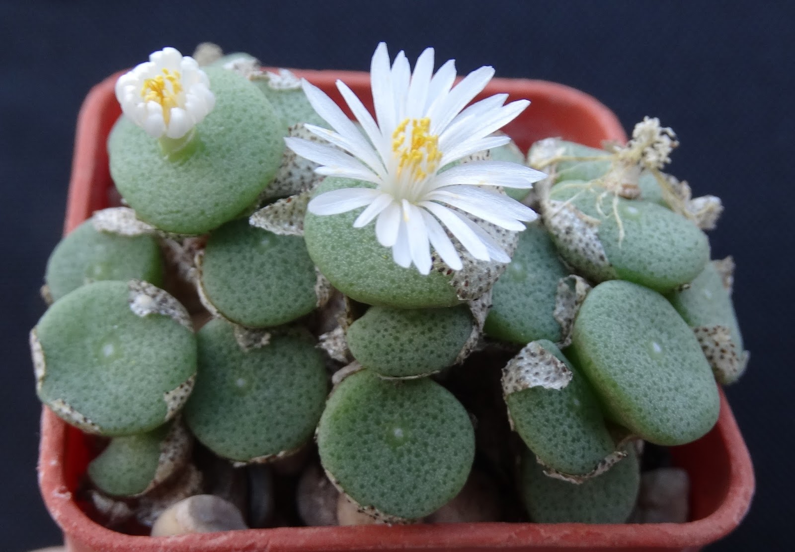 Succulent Sundae: CONOPHYTUM RICARDIANUM