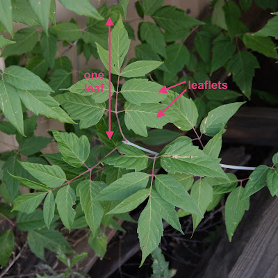 Urban Plants, Urban Rocks: Portraits of a Box Elder