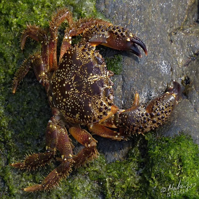 Biodiversidad Costa Granadina y ... (Fauna): Cangrejo moruno, cangrejo ...
