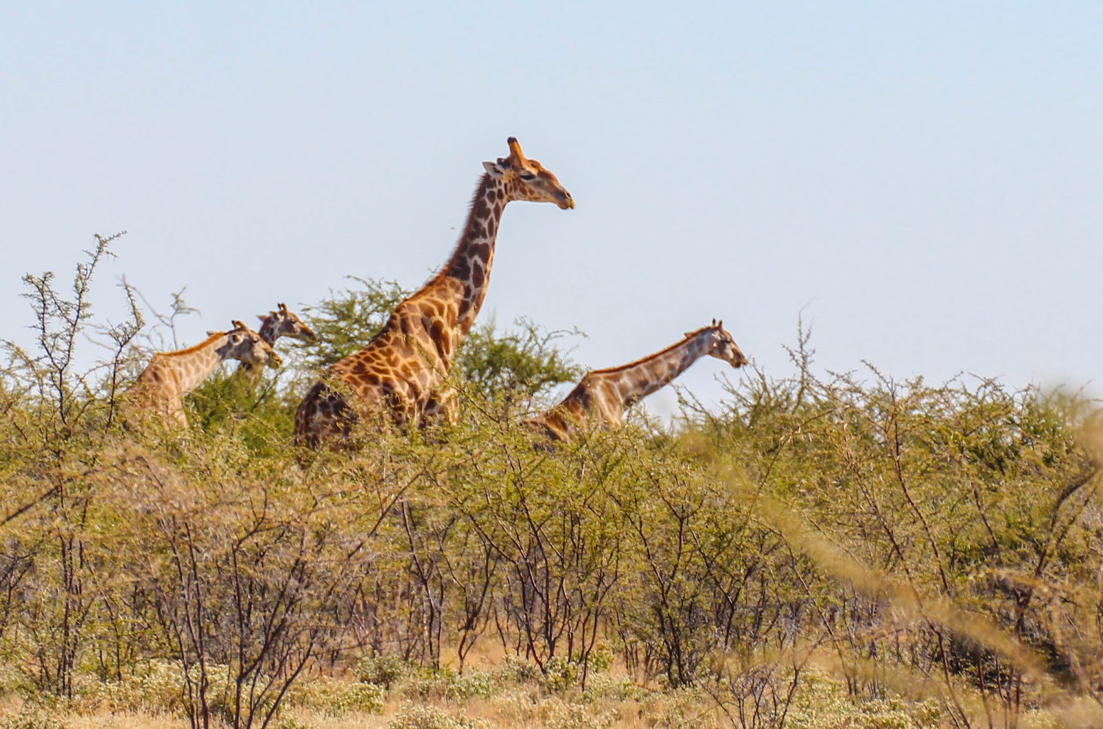 Cannundrums: Namibian Giraffe
